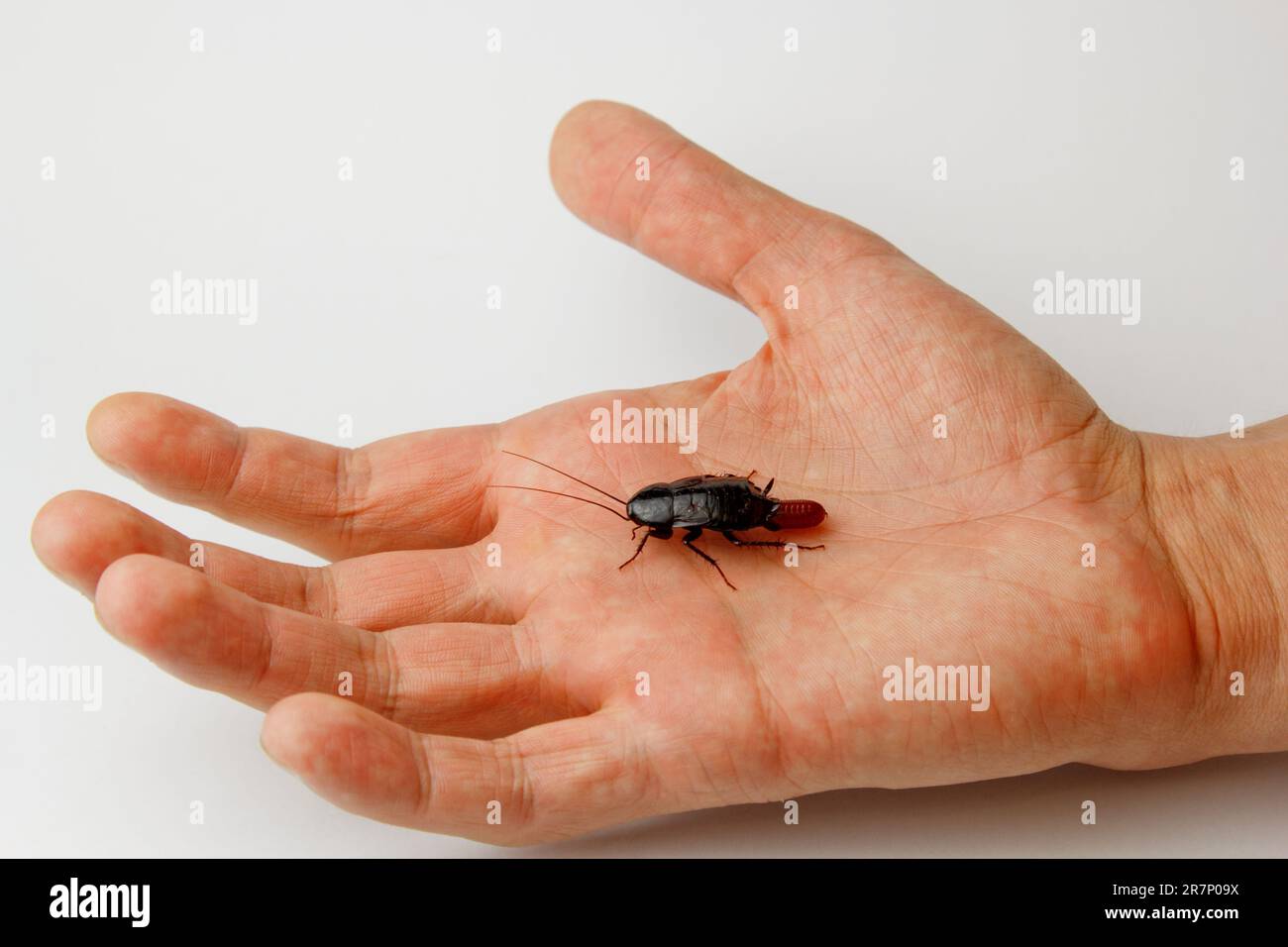 Madagascar hissing cockroach egg hi-res stock photography and images ...