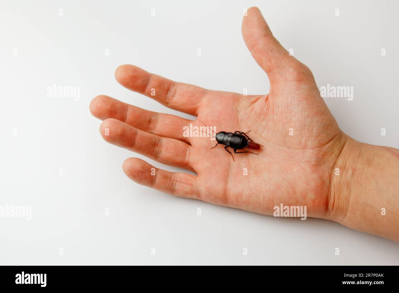 Madagascar cockroach hand hi-res stock photography and images - Alamy