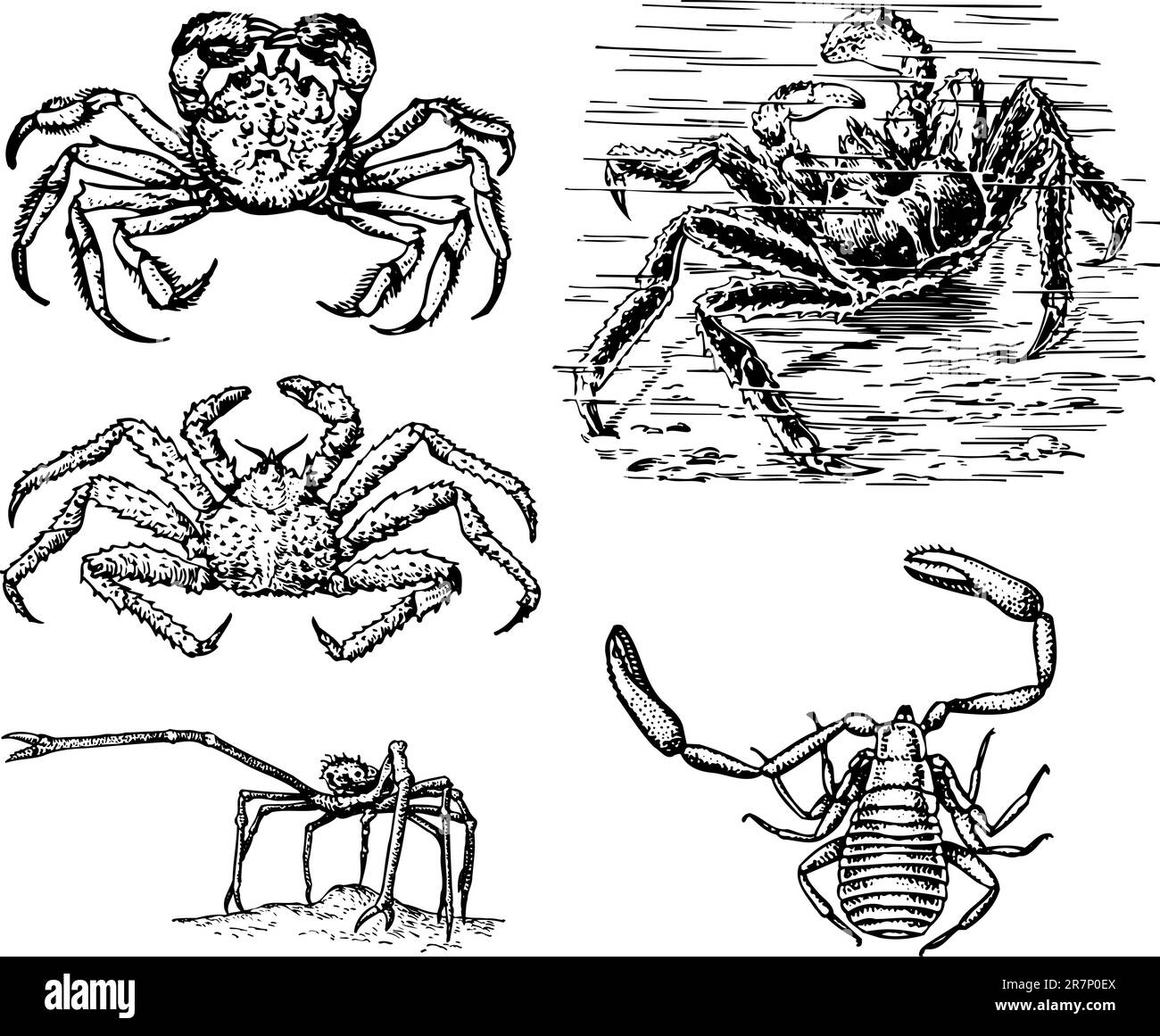 Crab Claw Stock Vector Images Alamy