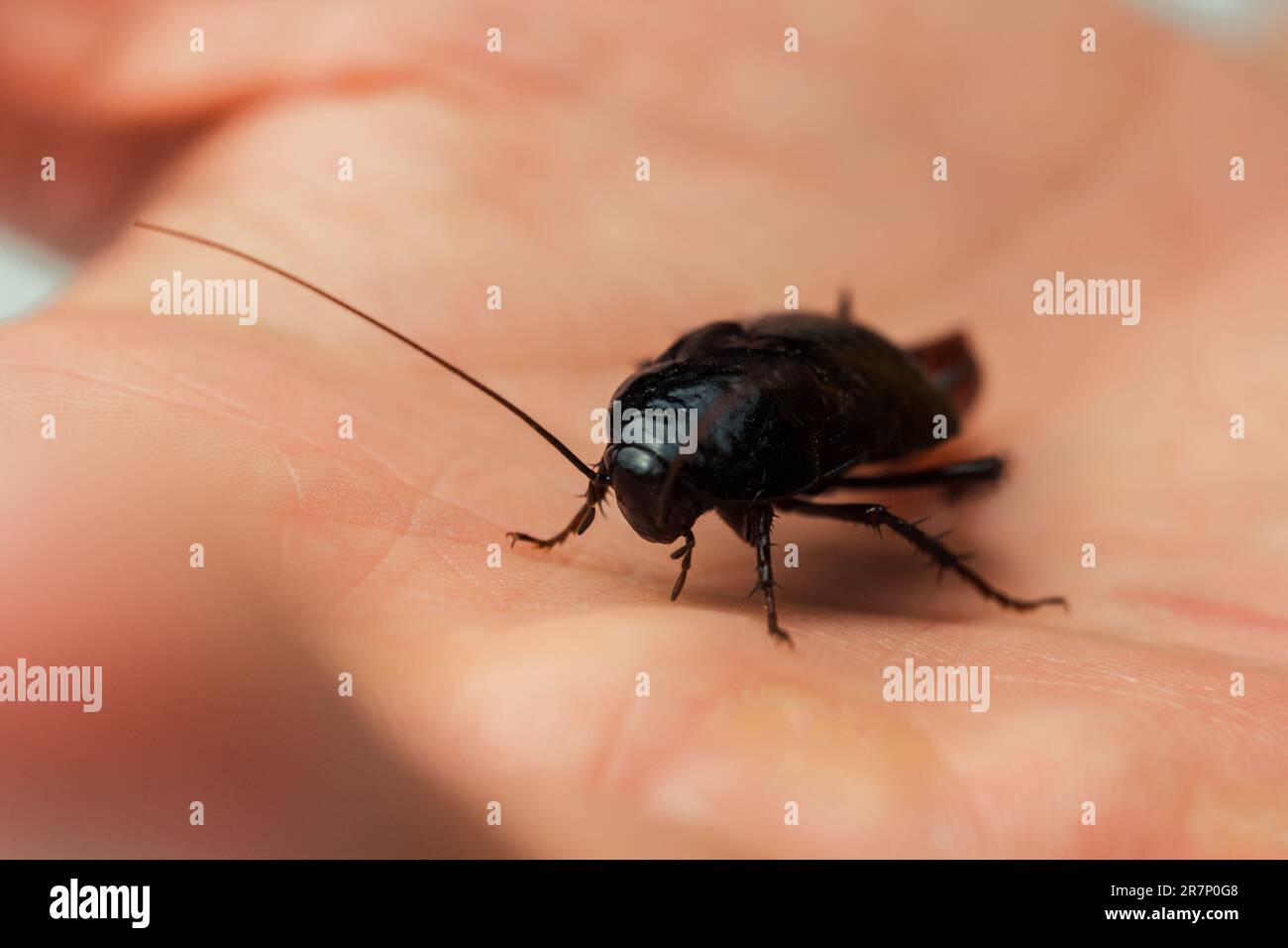 Madagascar hissing cockroach hand hi-res stock photography and images ...