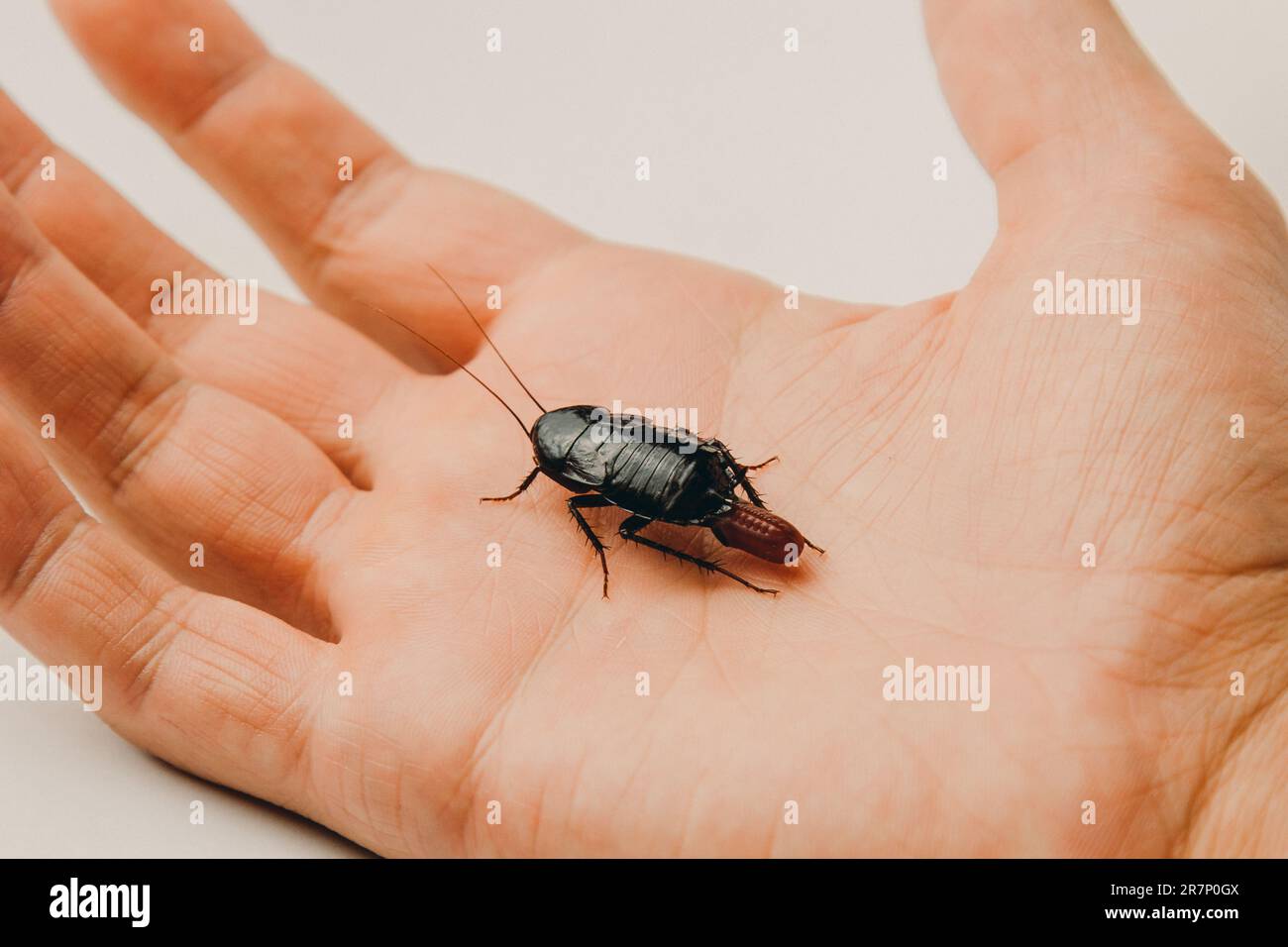 Red pregnant cockroach with an egg on a human hand. Macro photo close ...