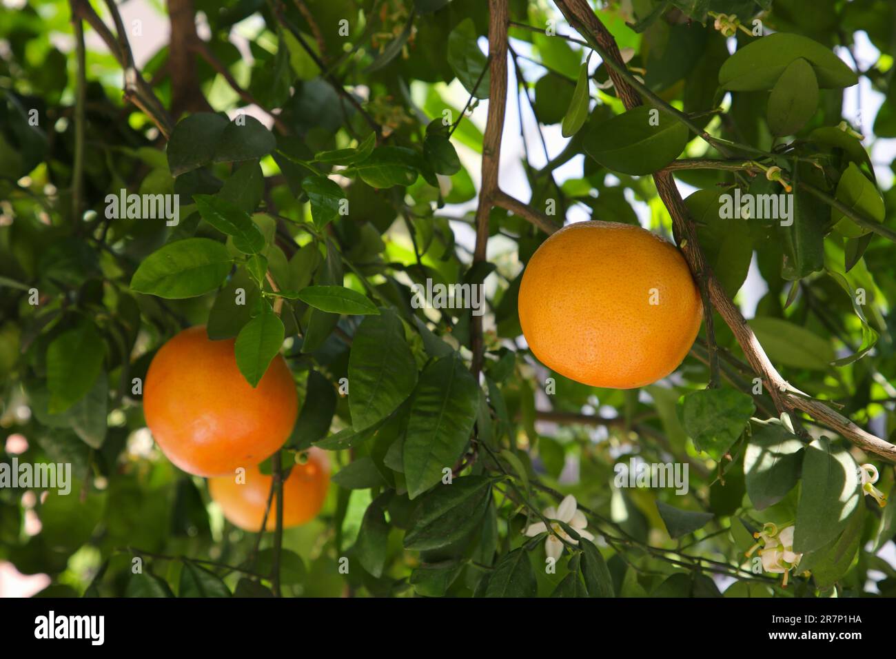 Grapefruits growing grapefruit tree hi-res stock photography and images ...