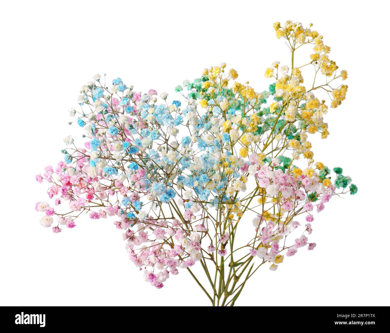Beautiful colorful gypsophila flowers on white background Stock Photo ...