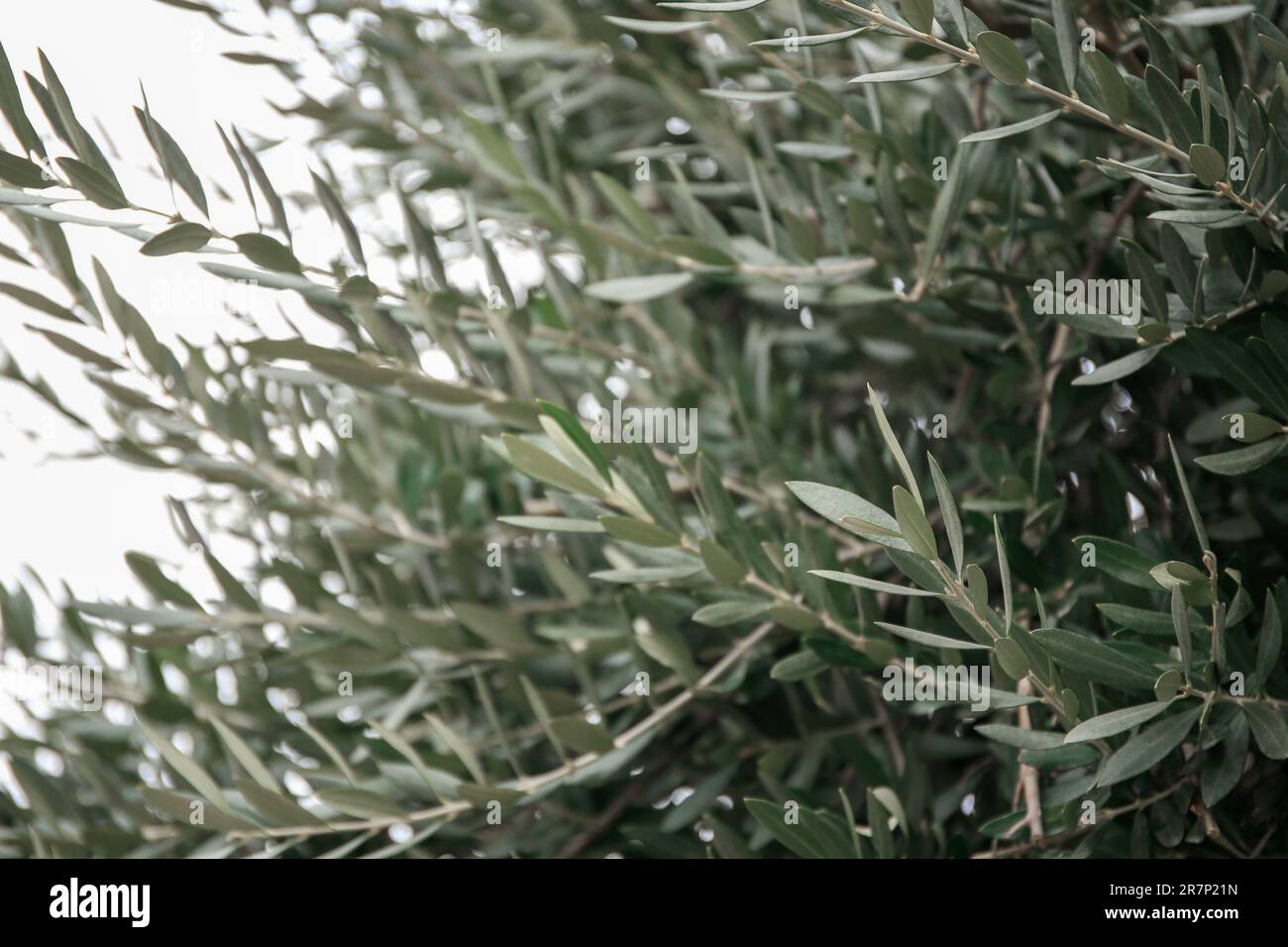 Beautiful olive tree hi-res stock photography and images - Alamy