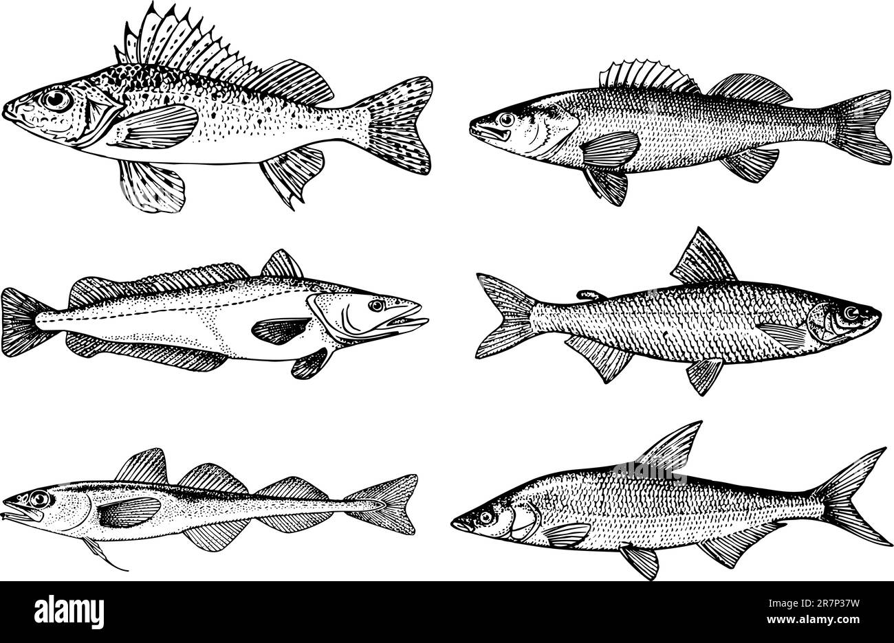 Some fish isolated on white Stock Vector Image & Art - Alamy