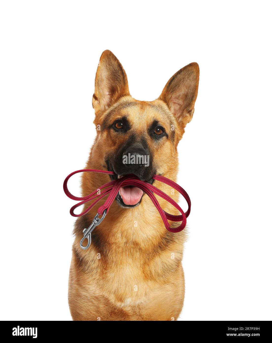 Cute German shepherd dog holding leash in mouth on white background ...