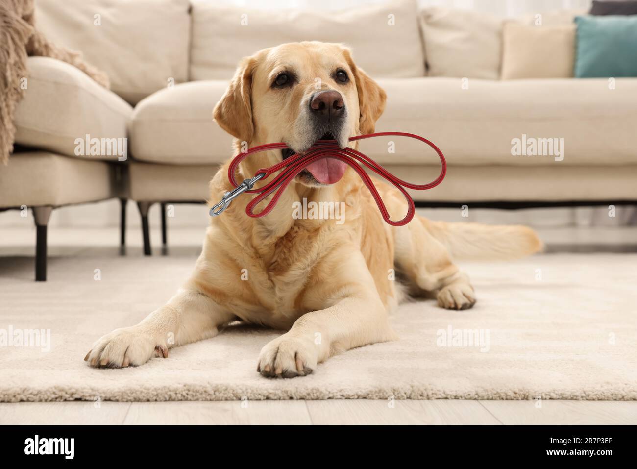 Adorable Labrador Retriever dog holding leash in mouth indoors Stock ...