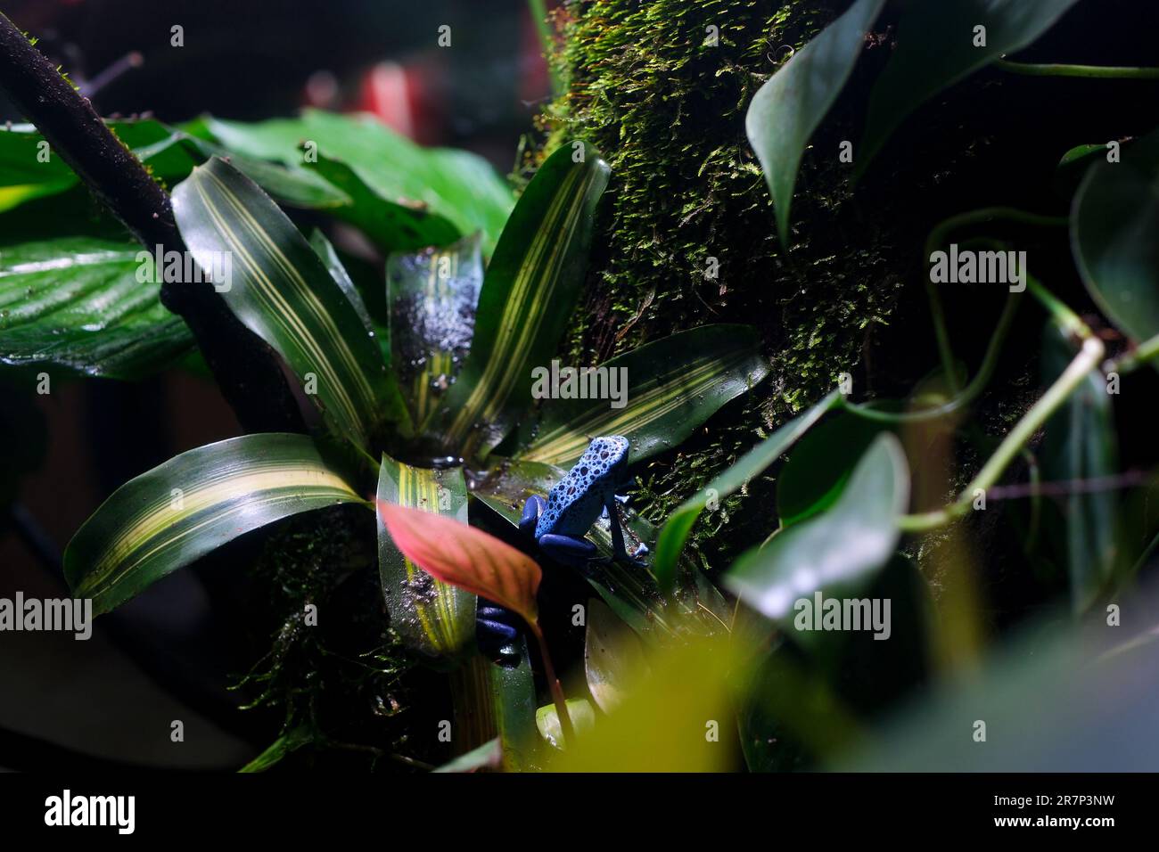 Close up of a blue poison dart frog Dendrobates tinctorius azureus ...