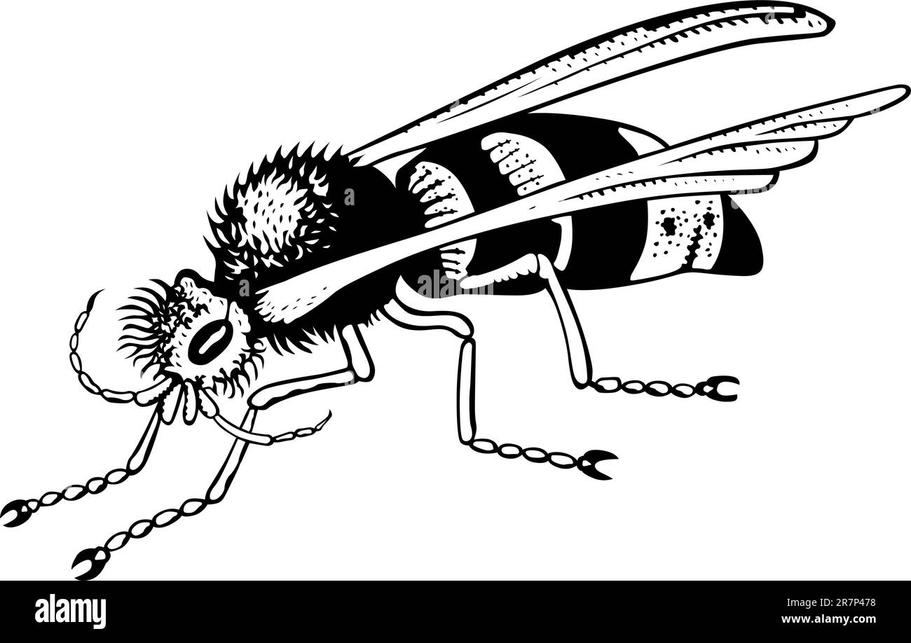 Wasp macro close Stock Vector Images - Alamy