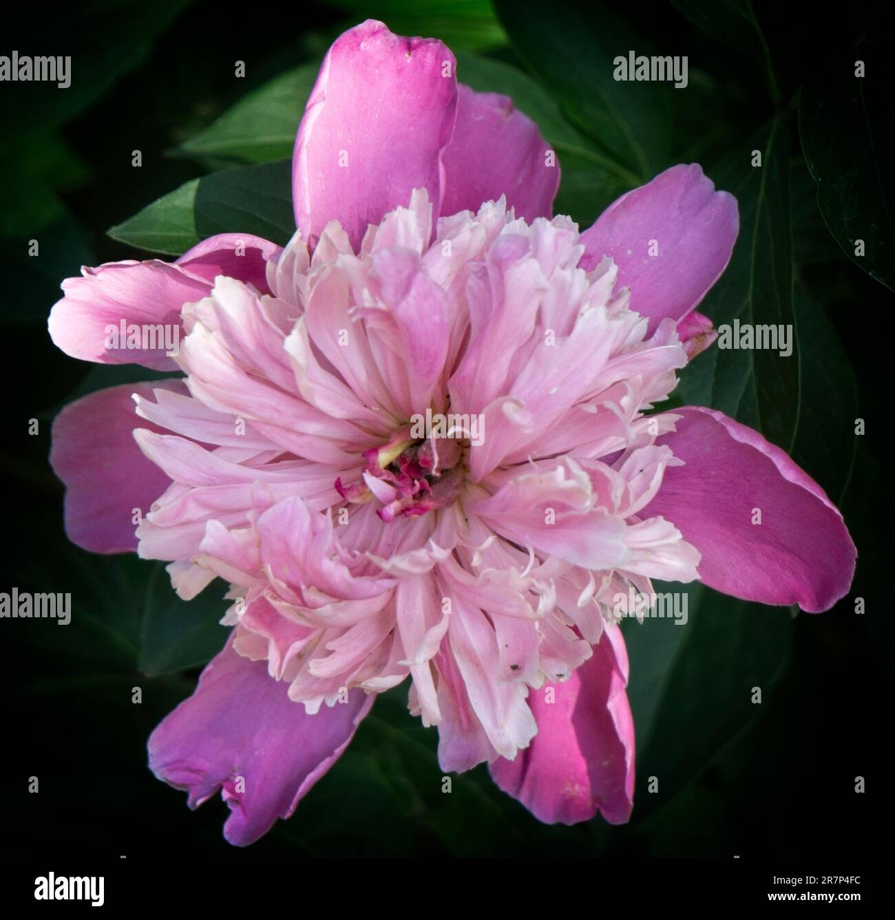 Chinese peony Reader Rock Garden Calgary Alberta Stock Photo - Alamy