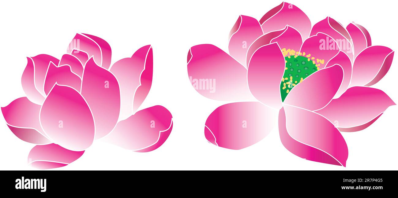 Plant two flowers Stock Vector Images - Alamy