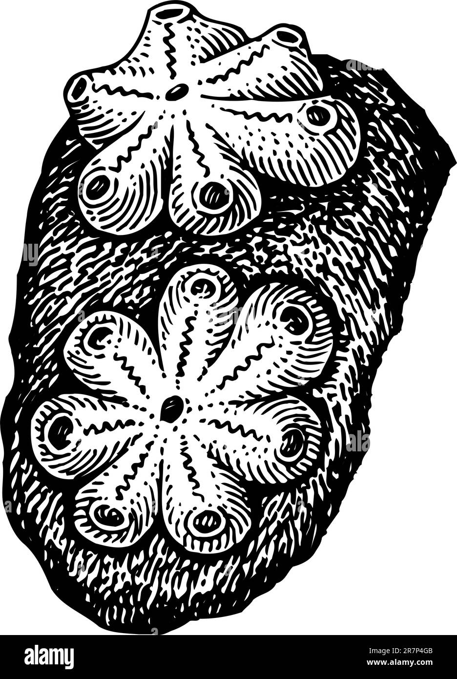 Archaeology animal fossil Cut Out Stock Images & Pictures - Alamy