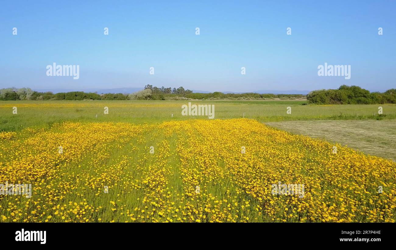 Aerial view of yellow daisies field, 4K drone footage Stock Photo - Alamy