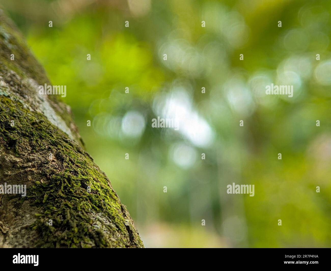 Old wooden writing trunk hi-res stock photography and images - Alamy