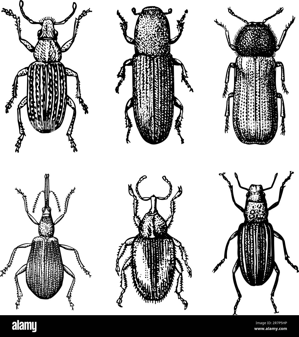 Chestnut on isolated white Black and White Stock Photos & Images - Alamy