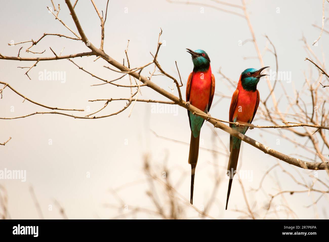Two southern carmine bee-eaters (Merops nubicoides) perched on a branch ...