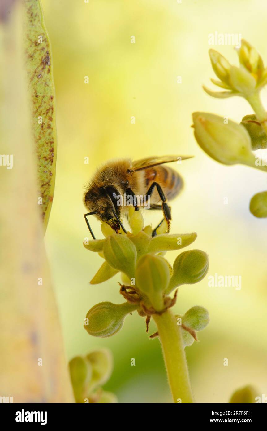 Honey bee collecting nectar from blossoms on an avocado plantation ...