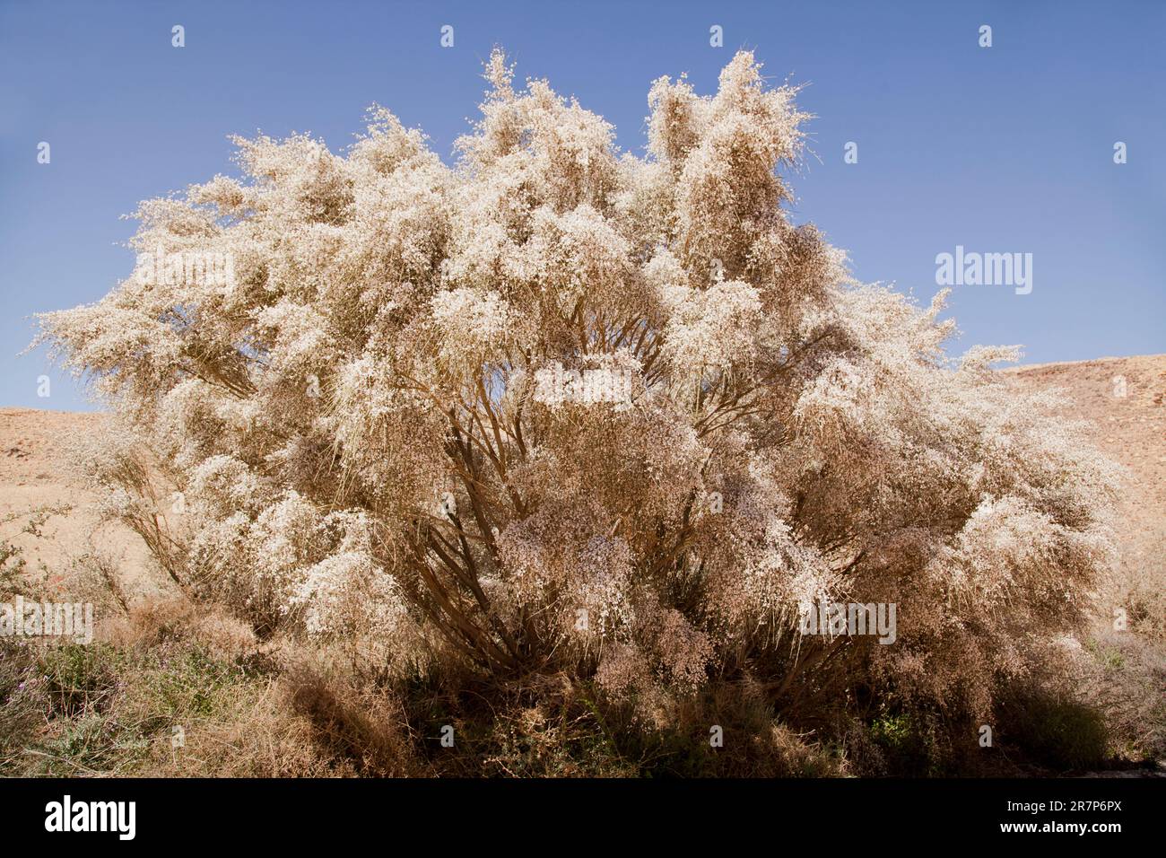 Significance Of Broom Tree In Bible at Donald Mccann blog