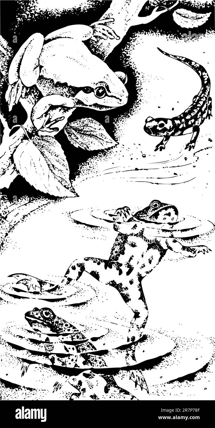 Frogs in the lake Stock Vector Image & Art - Alamy