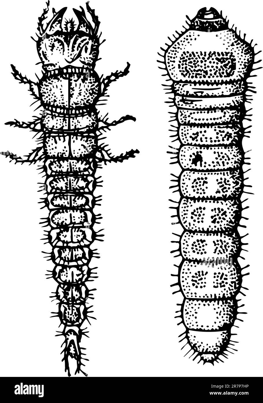 Larva isolated on white Stock Vector Image & Art - Alamy