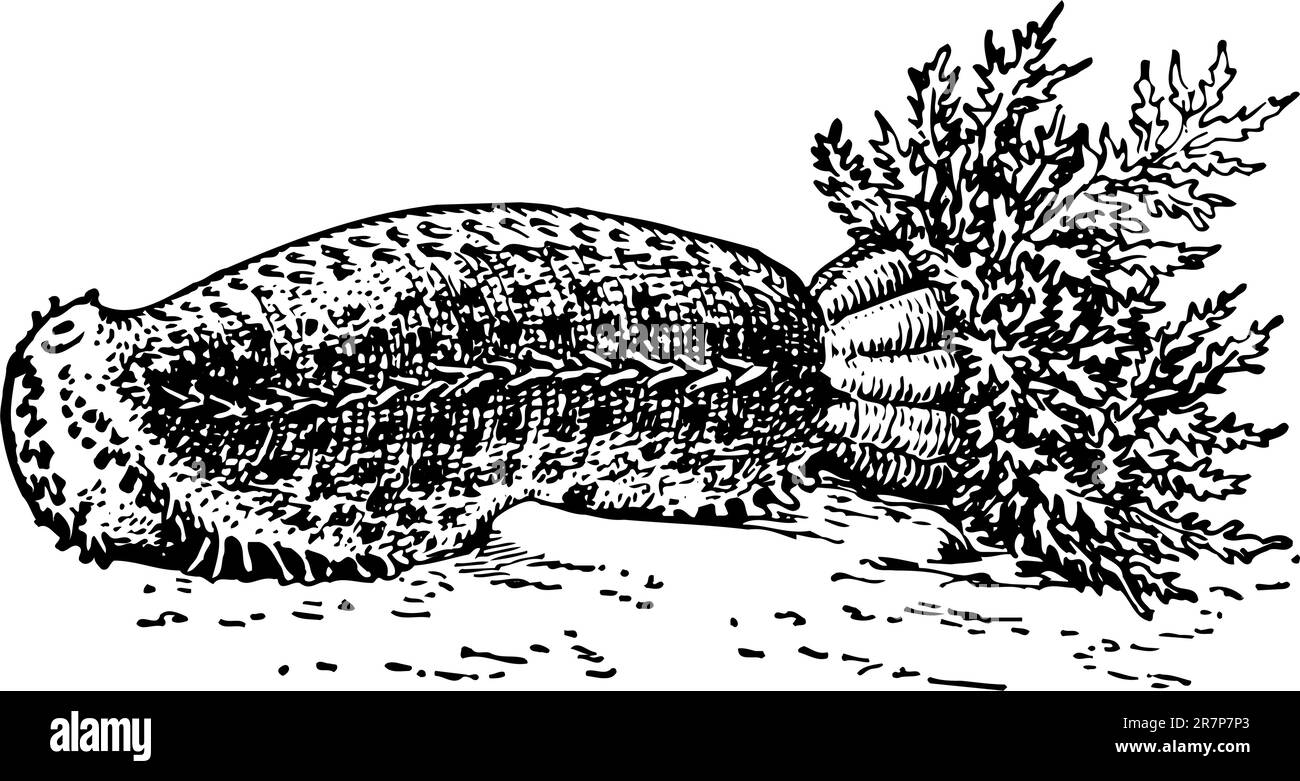 Sponge biology Stock Vector Images - Alamy