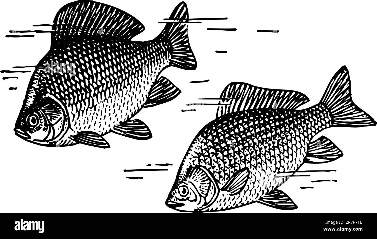Crucian Stock Vector Images - Alamy