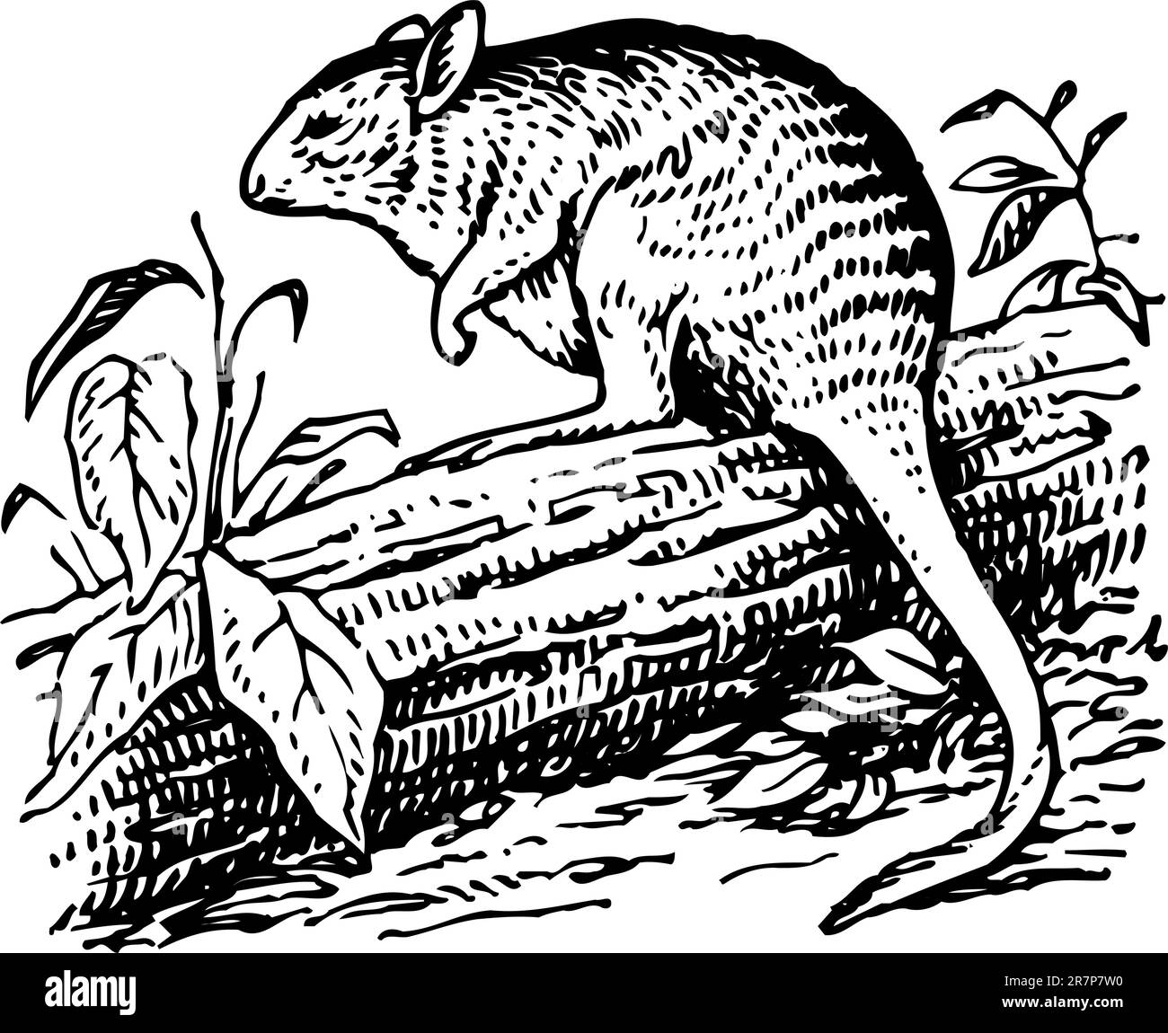 Rat rodent mouse animal Black and White Stock Photos & Images - Alamy