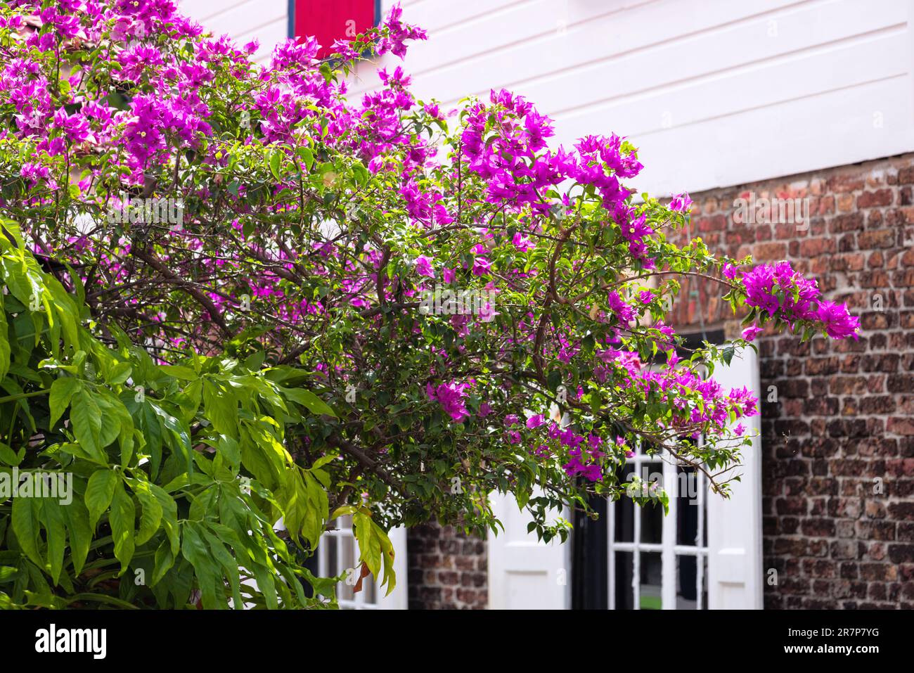 Greece, historic neighborhood of Plaka and Anafiotika in Athens with ...