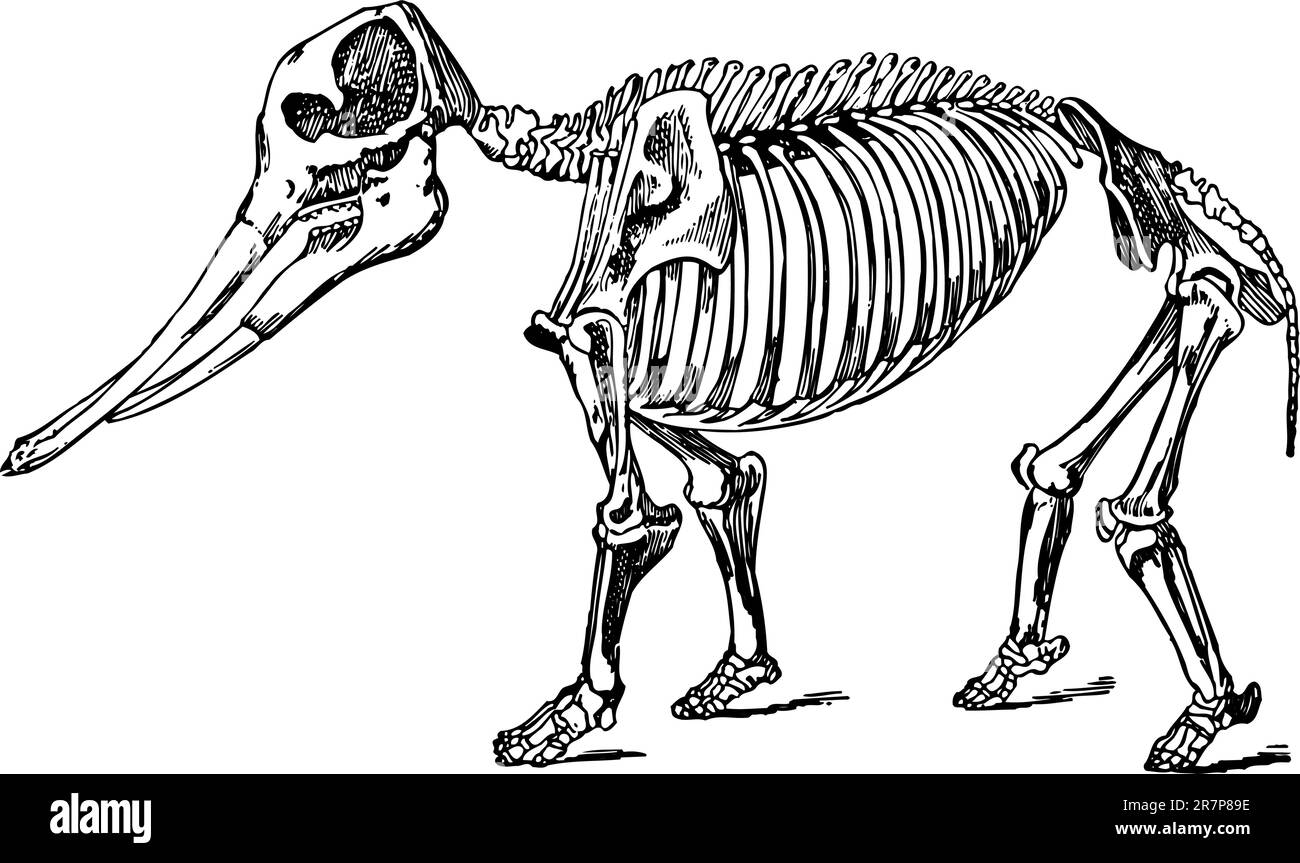 Animal skeleton illustration Stock Vector Images - Alamy