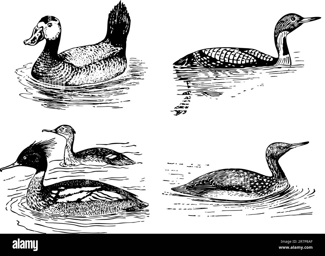 Lake ducks and ducks Cut Out Stock Images & Pictures - Alamy