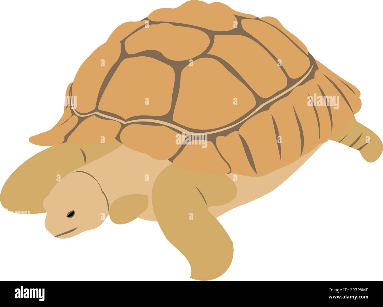 The big turtle. A water turtle. A turtle with a strong armor Stock ...