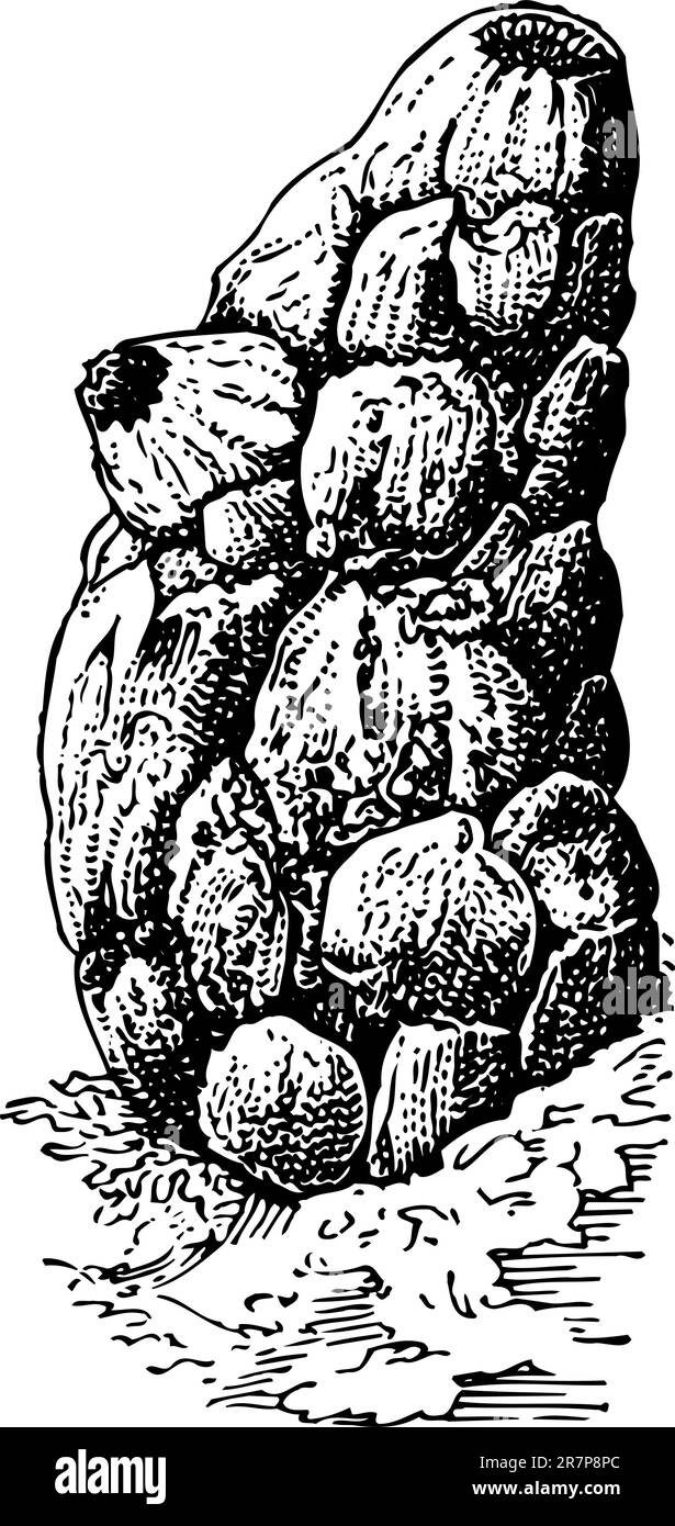 Fossil stone texture Stock Vector Images - Alamy