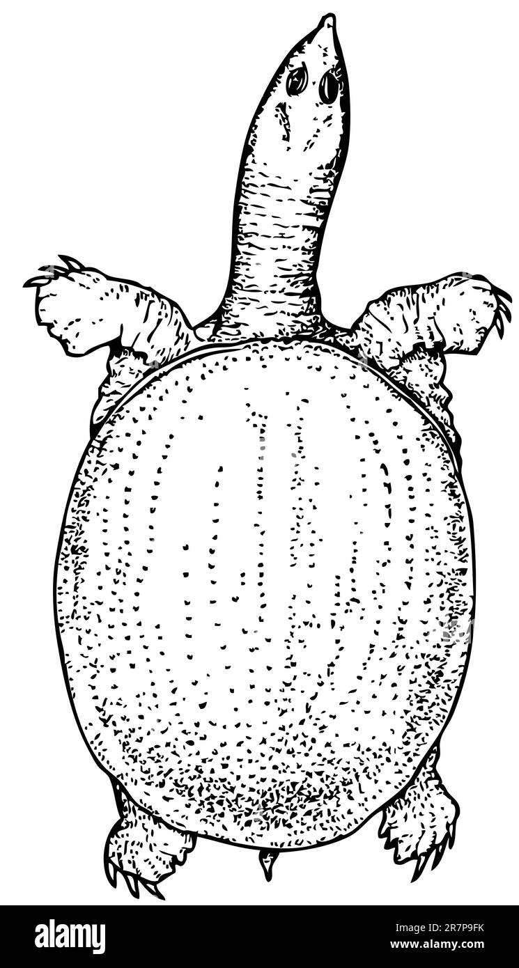 Aquarium sea turtle Cut Out Stock Images & Pictures - Alamy