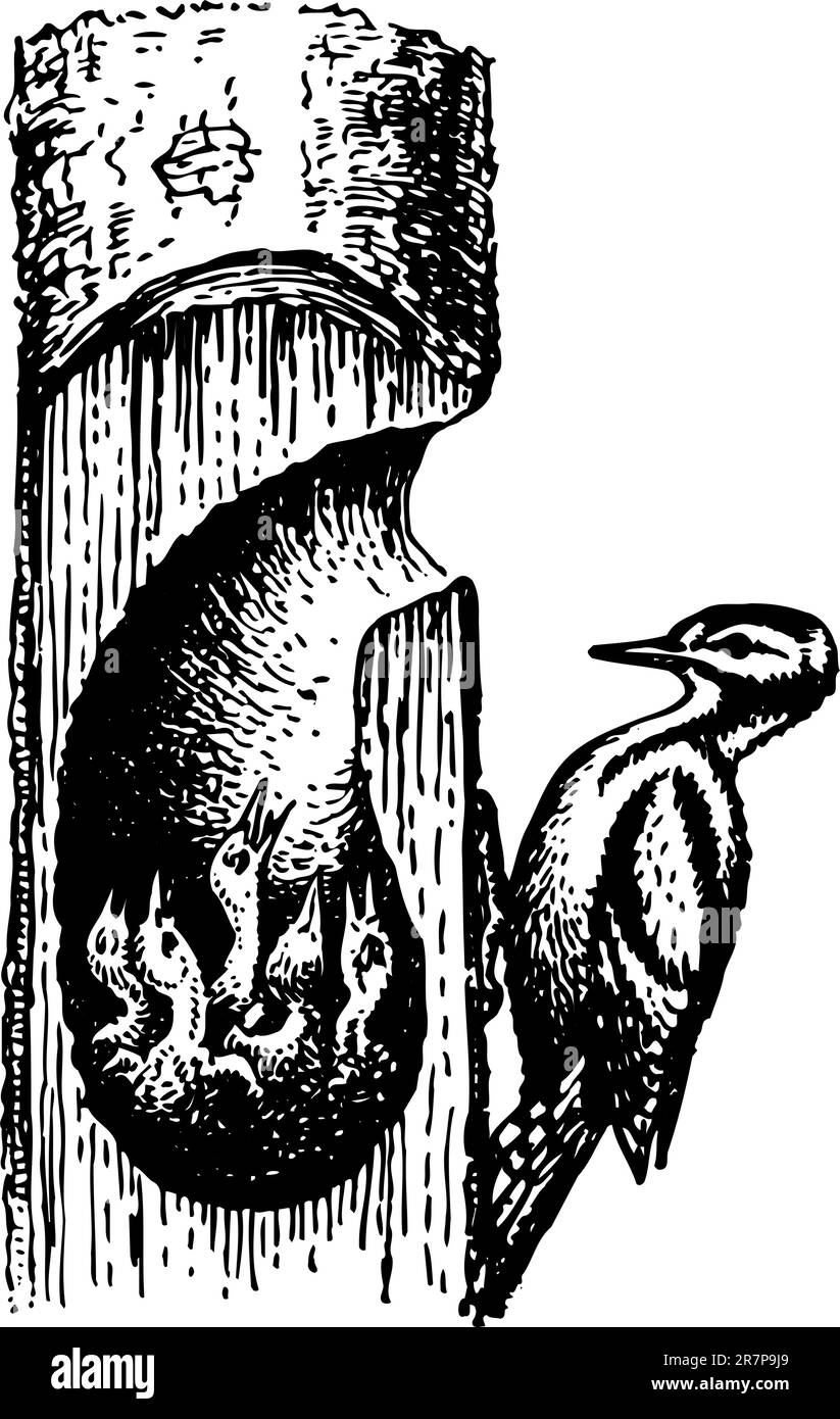 Bird's nest Stock Vector Images - Alamy