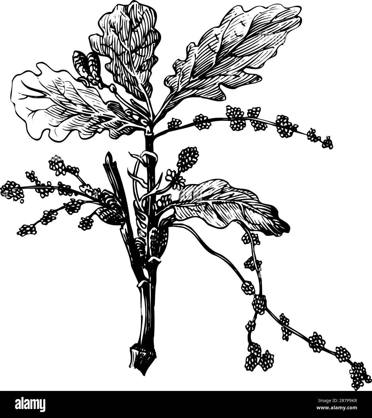 Branch of Quercus robur isolated on white Stock Vector Image & Art - Alamy