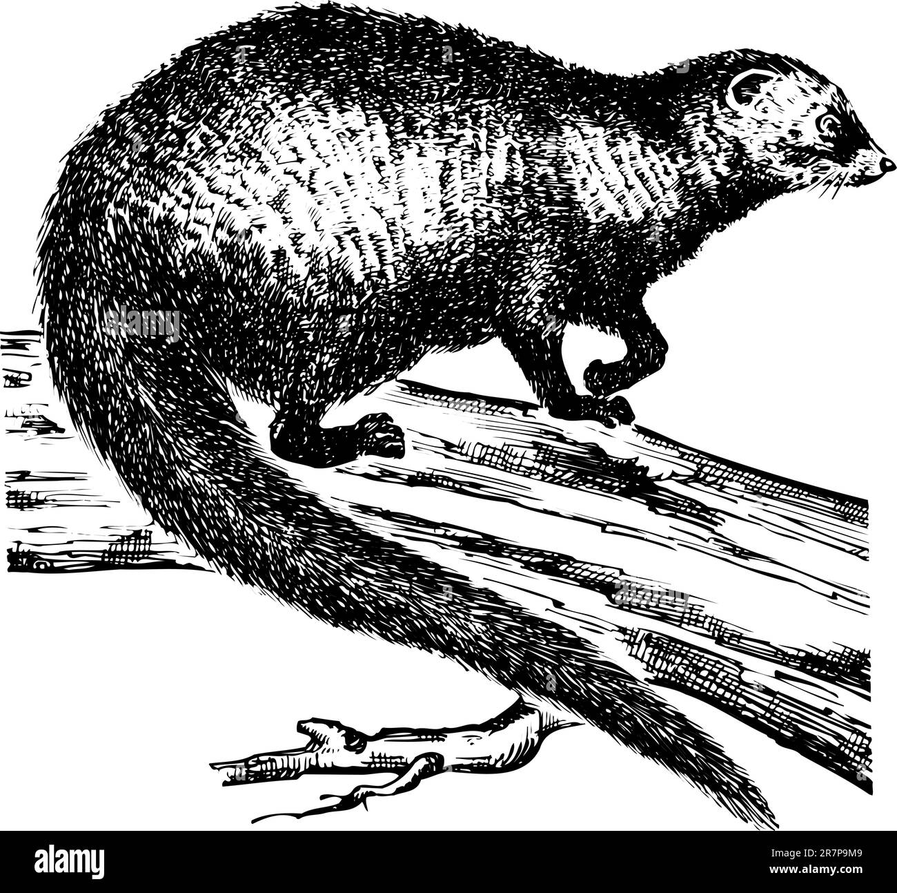 Mongoose tree Cut Out Stock Images & Pictures - Alamy