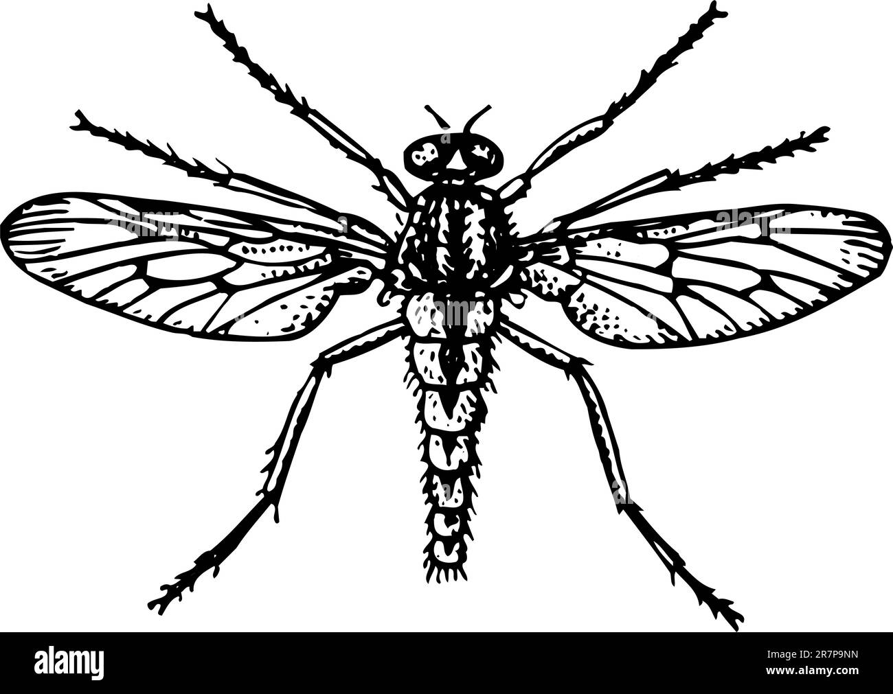 Mosquito and insect Stock Vector Images - Alamy