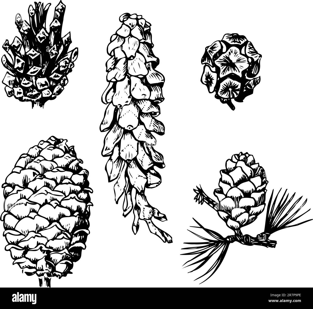 Christmas tree seed Black and White Stock Photos & Images - Alamy