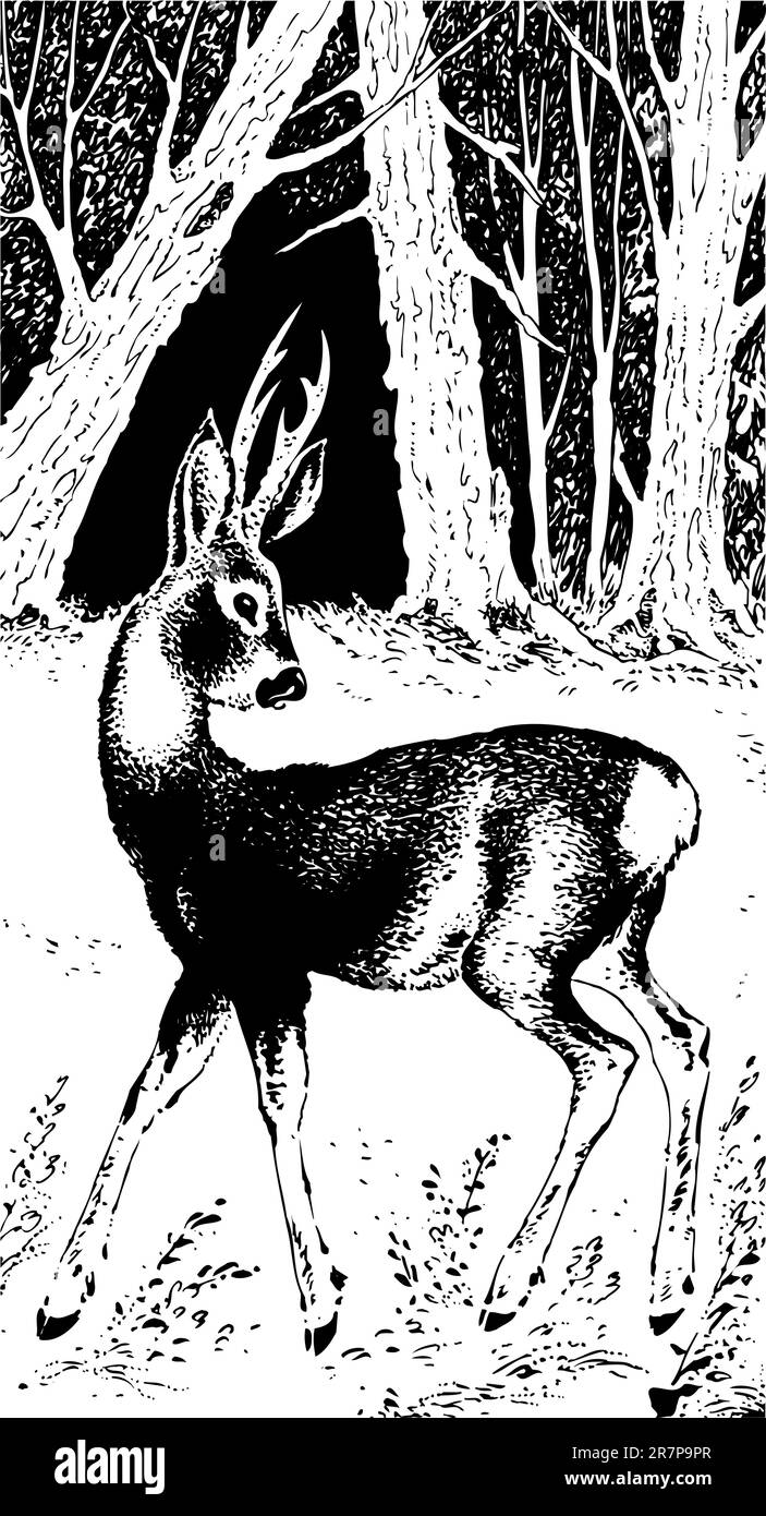 Wild fawn animal in Black and White Stock Photos & Images - Alamy