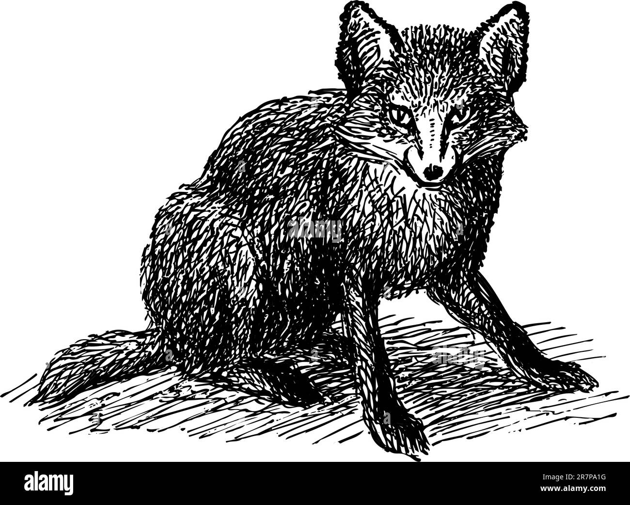 Fox image Cut Out Stock Images & Pictures - Alamy