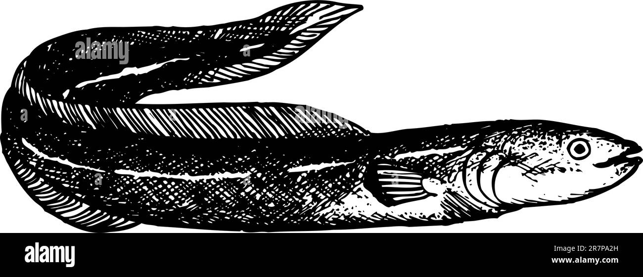 Blackhead Stock Vector Images - Alamy