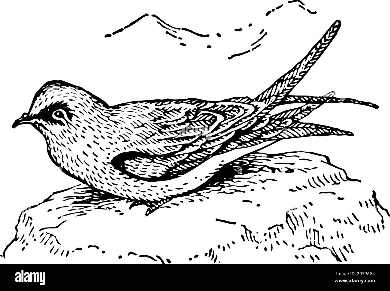 Bird protection Stock Vector Images - Alamy