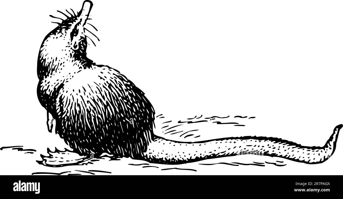 Mouse rear view Stock Vector Images - Alamy