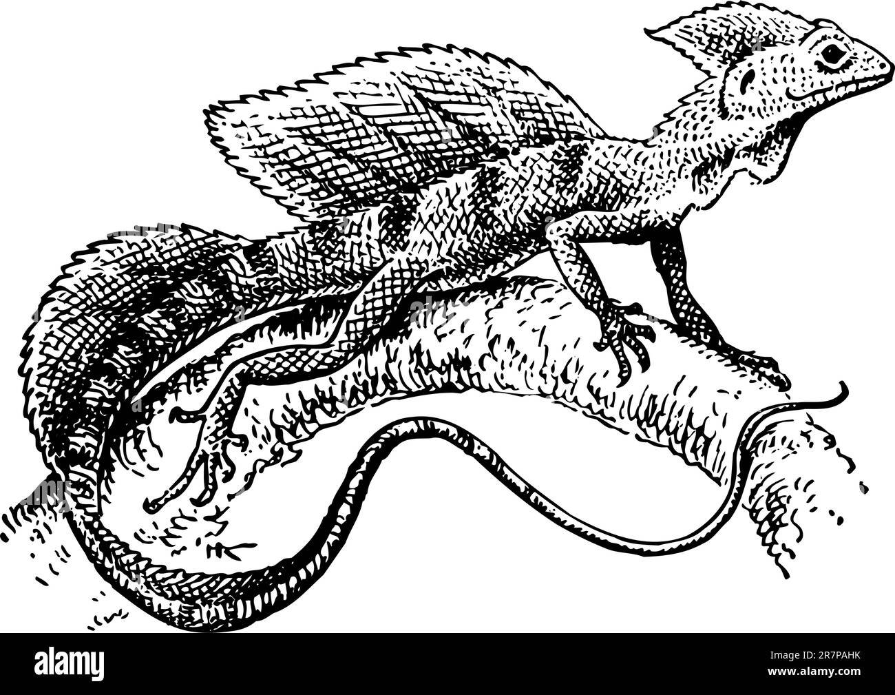 Chameleon Lizard Illustration Stock Vector Images Alamy