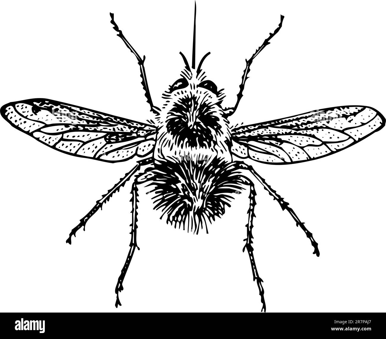 Bumblebee on white Stock Vector Images - Alamy