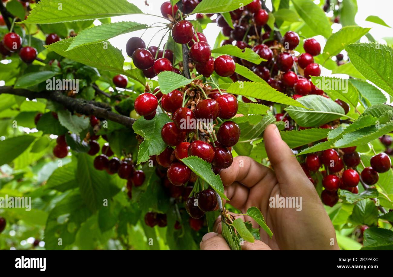 Controlled pests hi-res stock photography and images - Alamy