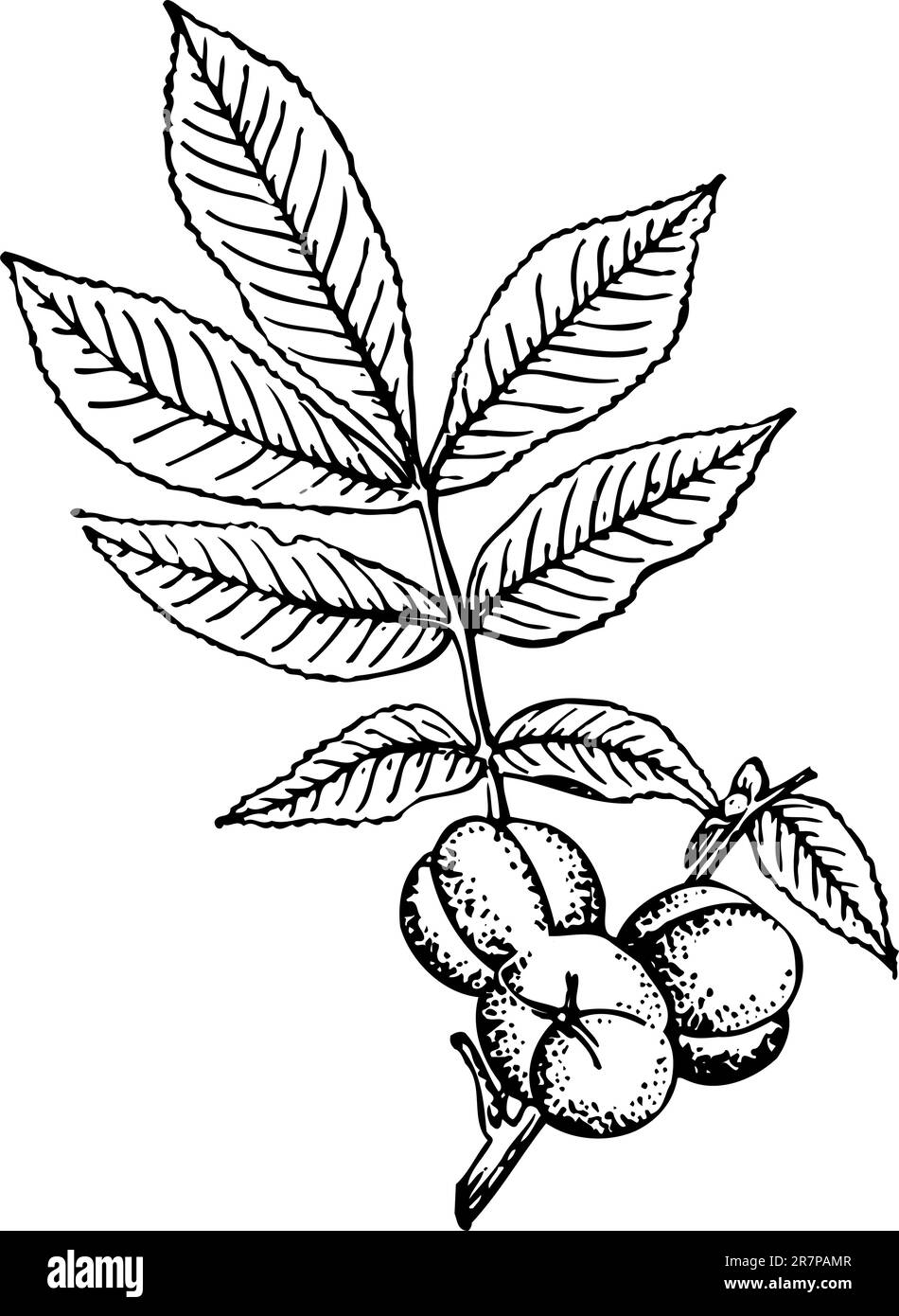 Hickory tree Stock Vector Images - Alamy