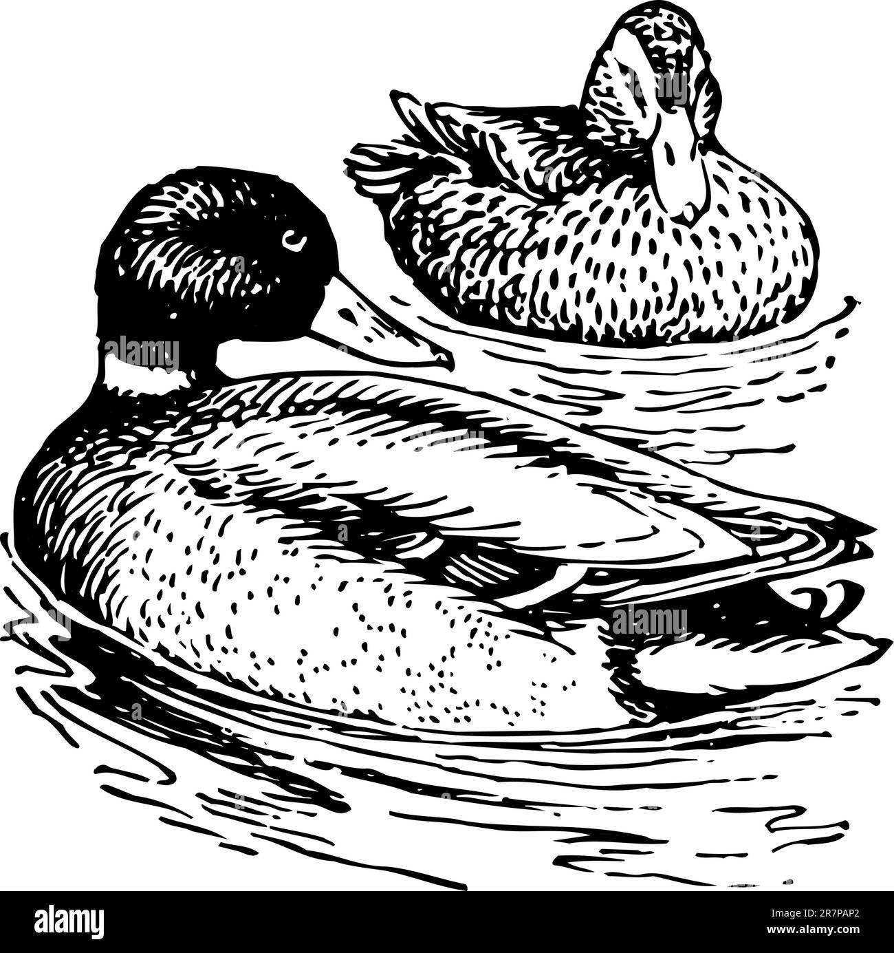 Birds protection Black and White Stock Photos & Images - Alamy