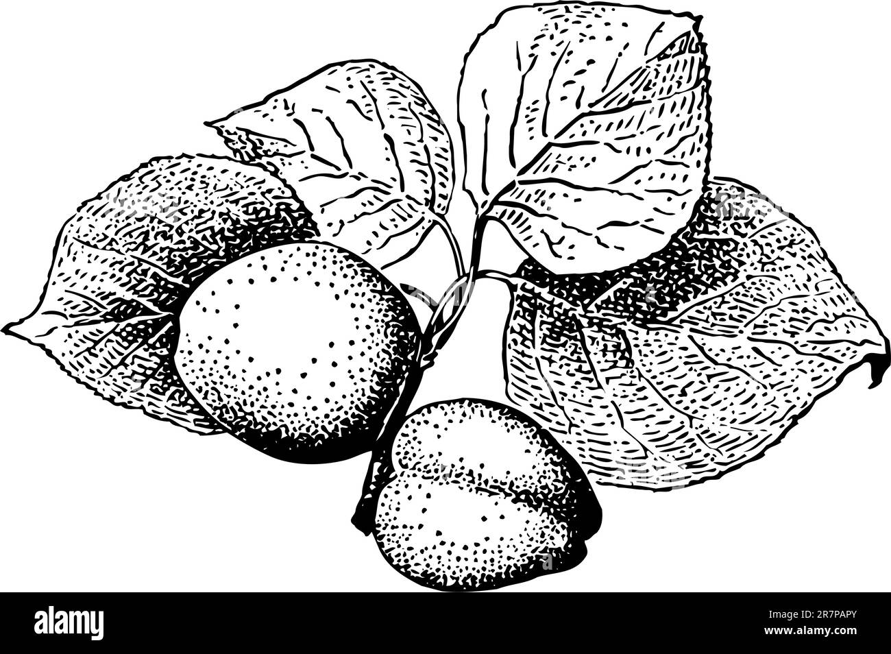 Branch apricot tree isolated Black and White Stock Photos & Images - Alamy