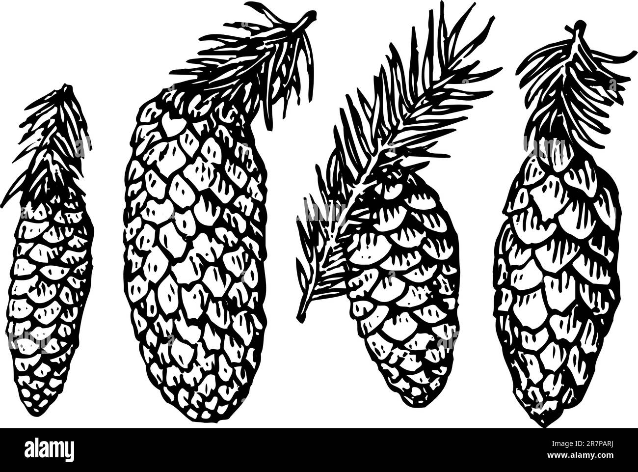 Walnut and white pine Stock Vector Images - Alamy